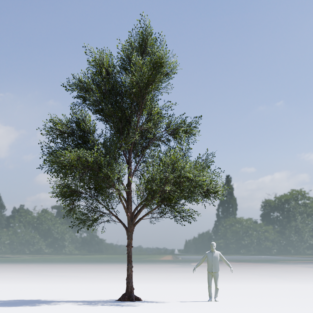 Callery Tree Low Poly | Trees models | BlenderKit