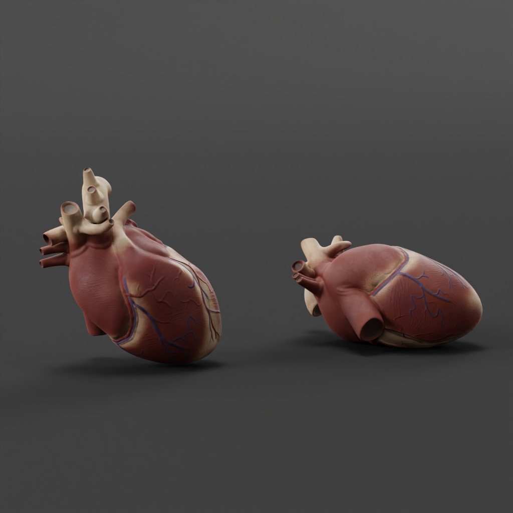 Exposed Heart | Internal Organs models | BlenderKit