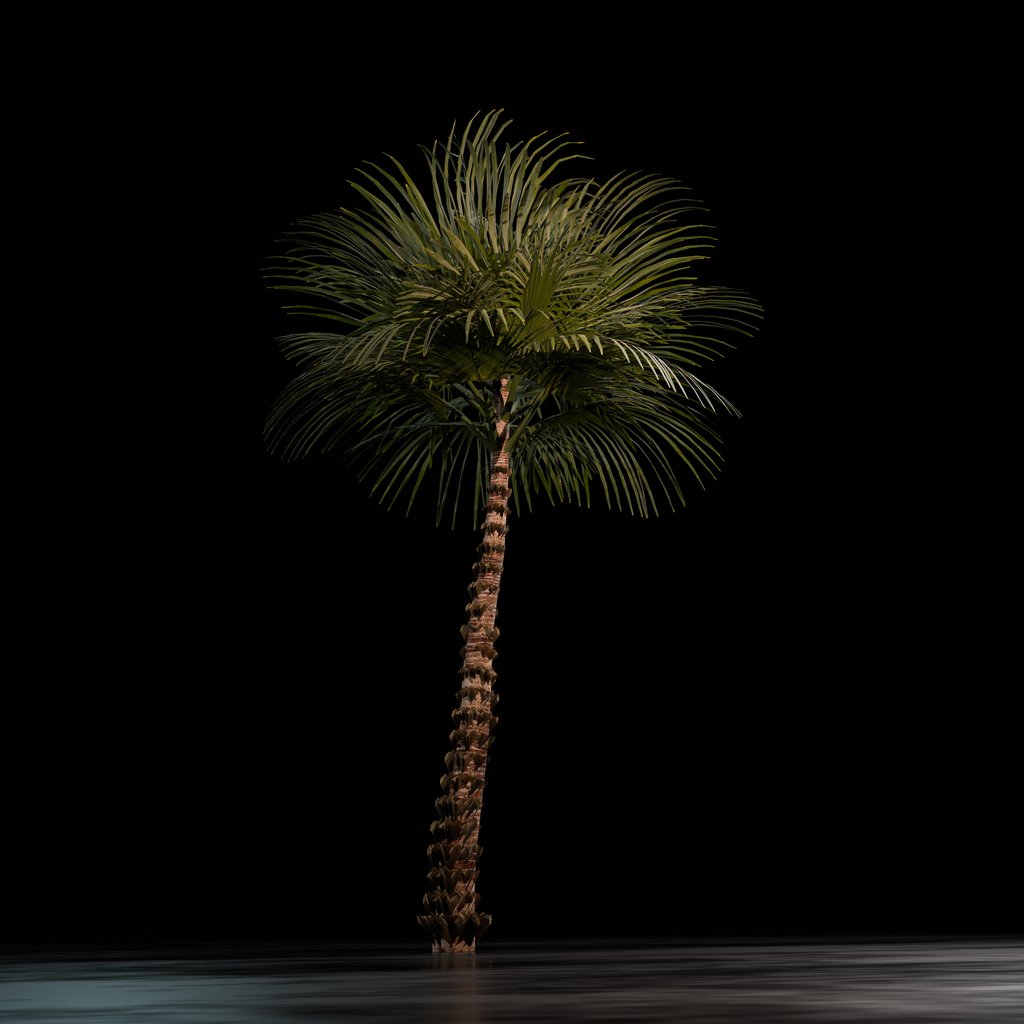 Tall palm tree | Trees models | BlenderKit