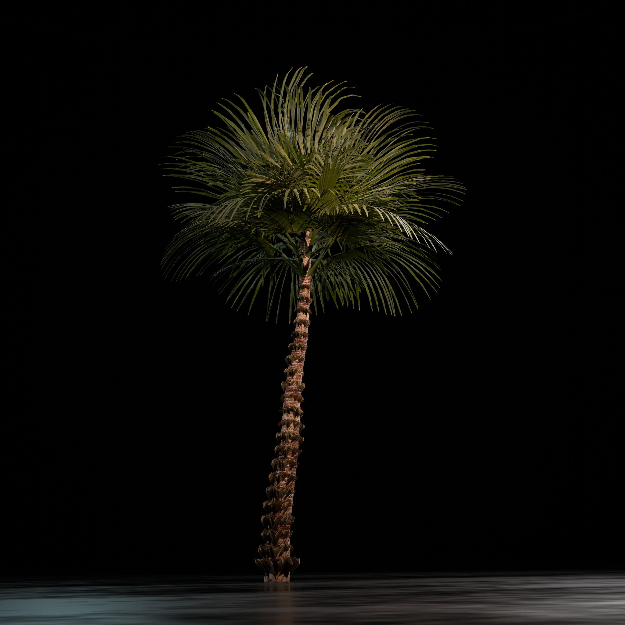 Tall palm tree | Trees models | BlenderKit