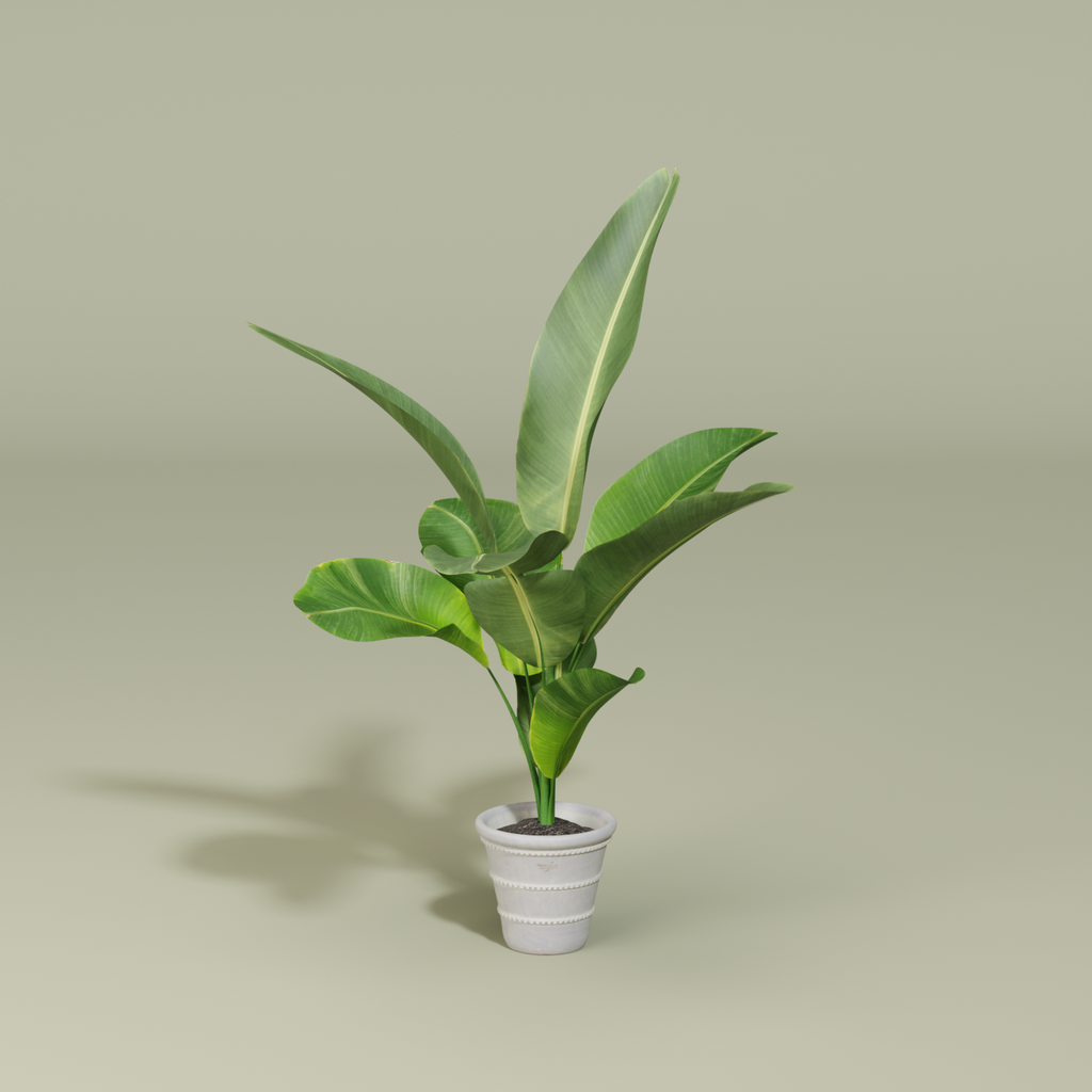 Banana plant | Indoor Plants models | BlenderKit