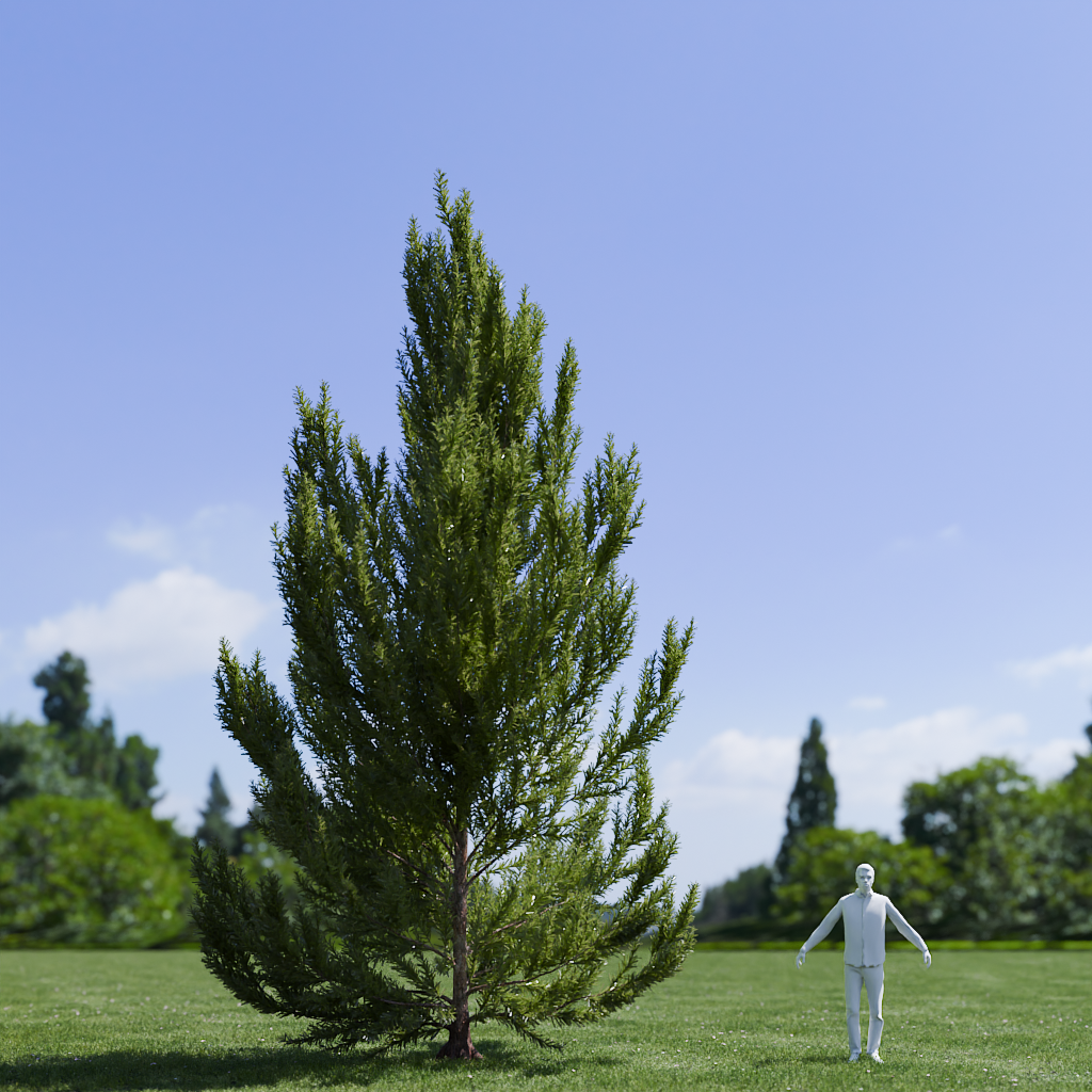 Pinus Flexilis Vanderwolf Pyramid | Trees models | BlenderKit