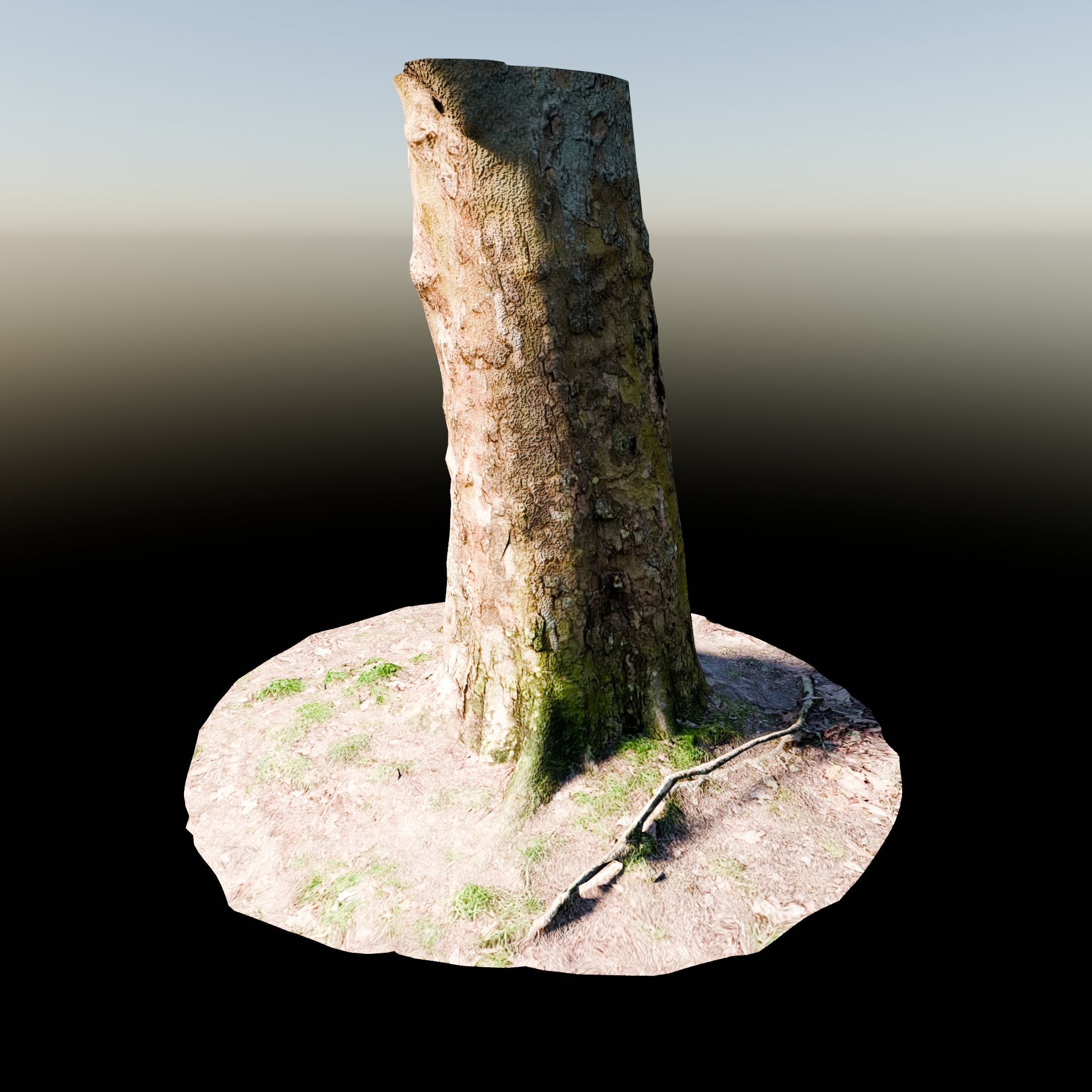 Tree Trunk Cutted | FREE Trees models | BlenderKit