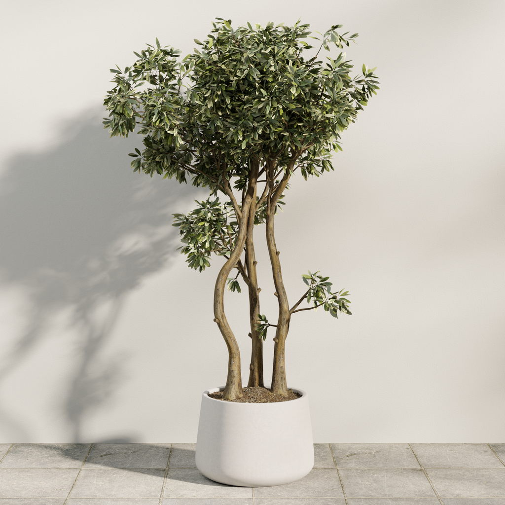 Potted Olive Tree | Trees models | BlenderKit