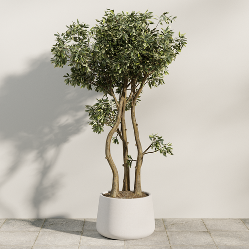 Potted Olive Tree | Trees models | BlenderKit