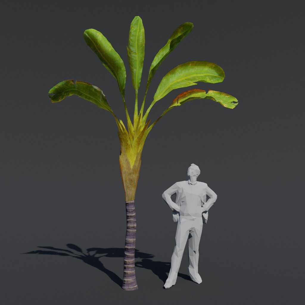 Tree Banana Palm B2 | Trees models | BlenderKit