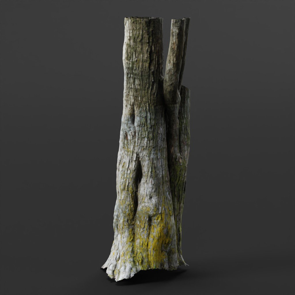 Cedar Tree Trunk 02 | FREE Trees models | BlenderKit