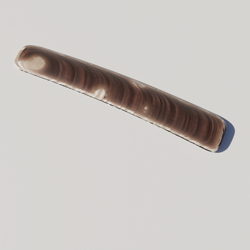 Seashell Razor Clam - more skin - l | FREE Nature models | BlenderKit