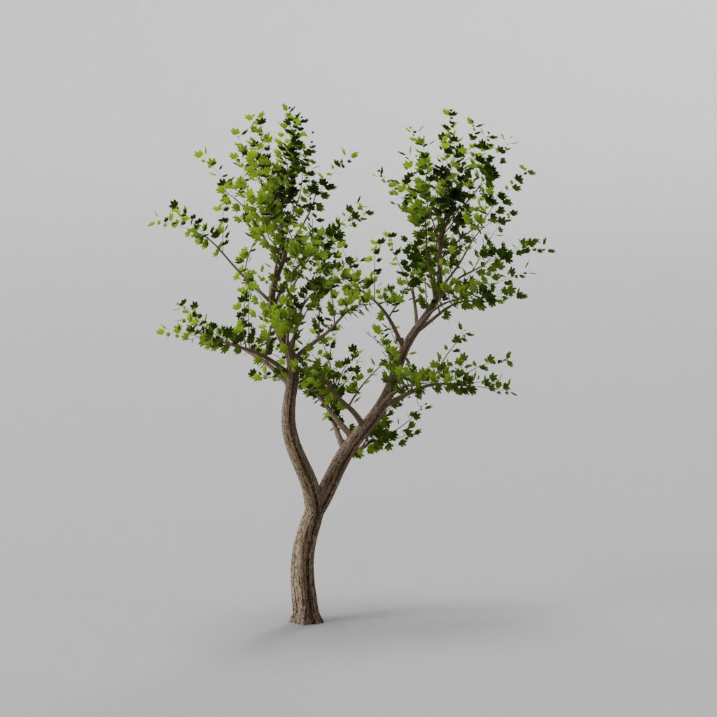 Maple tree | FREE Trees models | BlenderKit