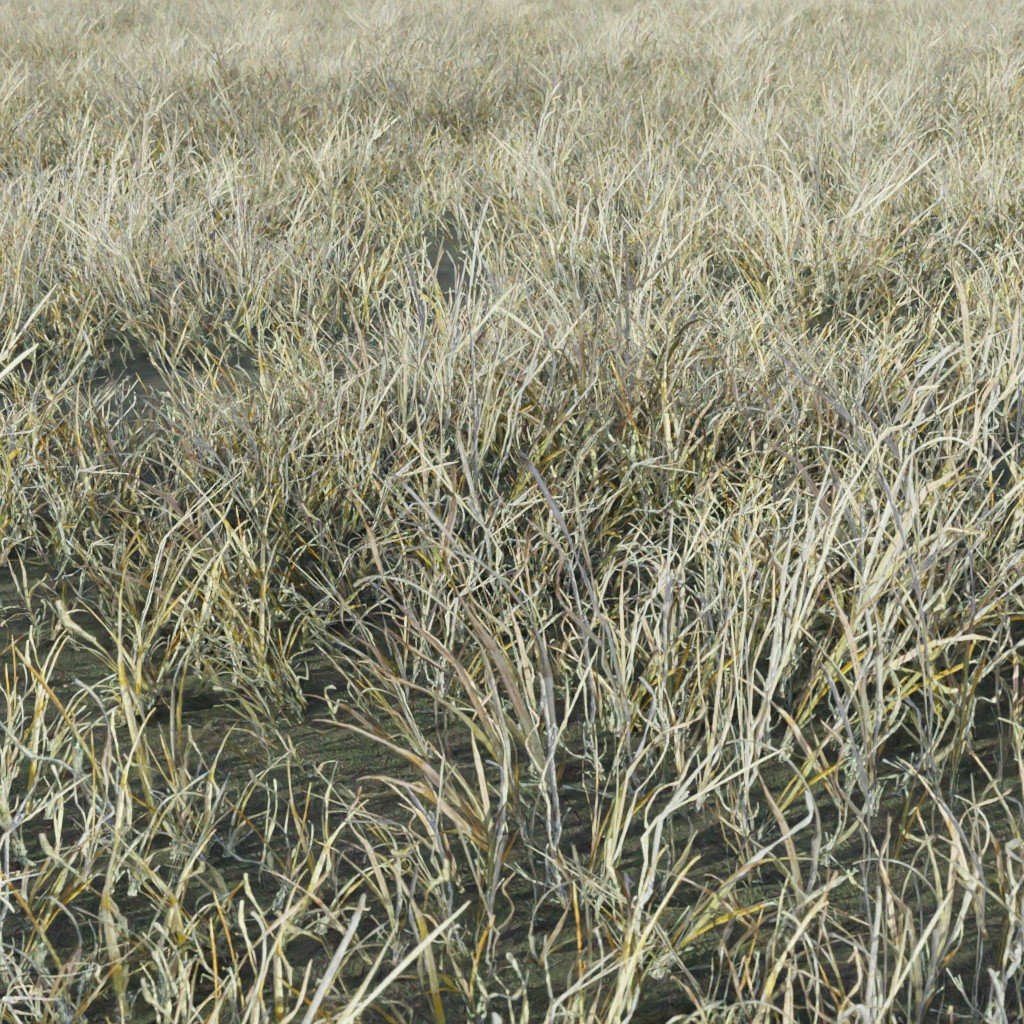 Grass Tabosa Medium | Grass models | BlenderKit