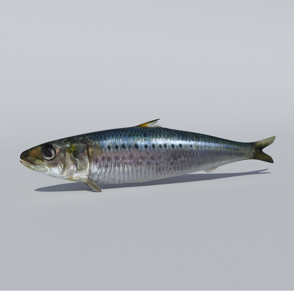 Realistic Sardine Animated | Fish models | BlenderKit