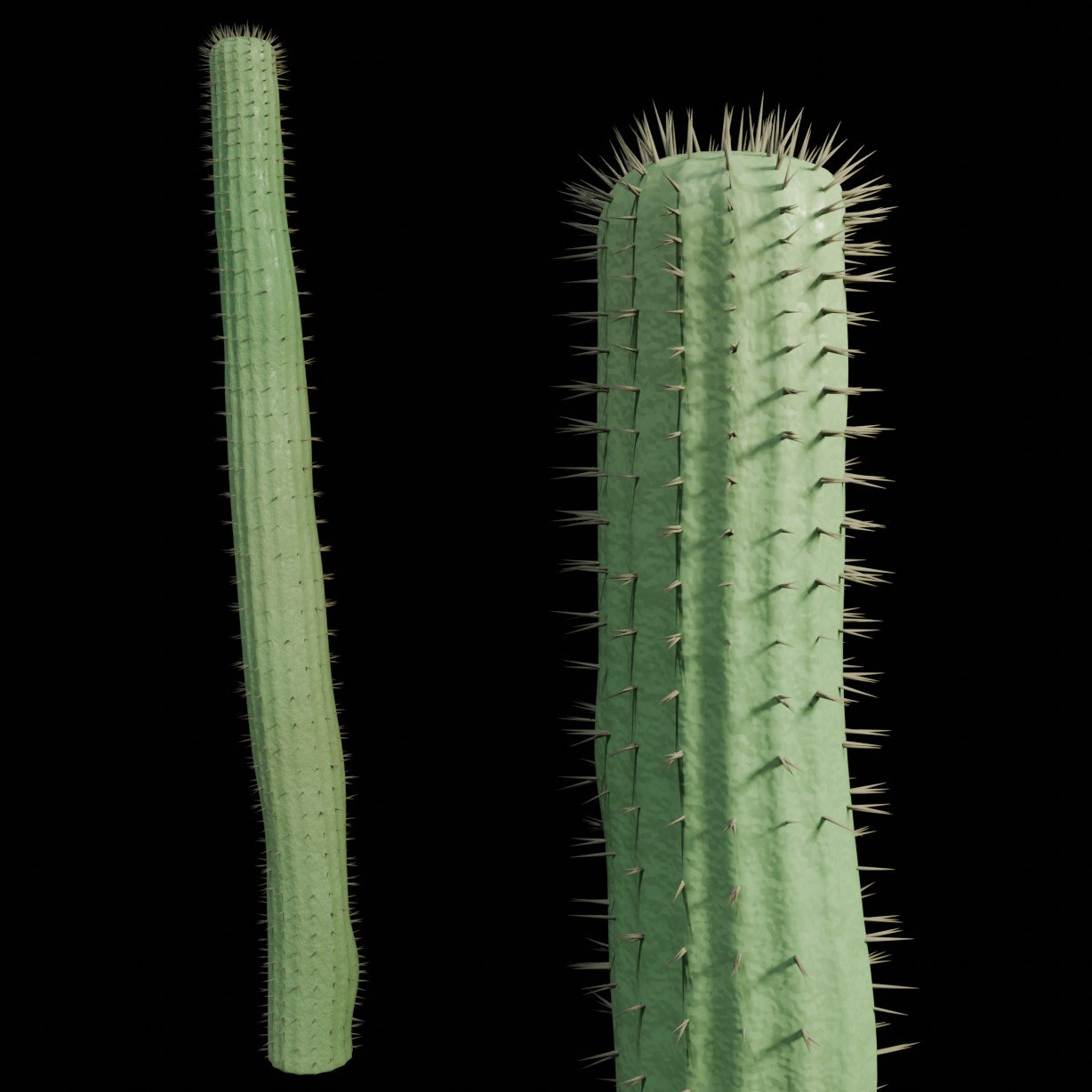 Cactus | Plants models | BlenderKit