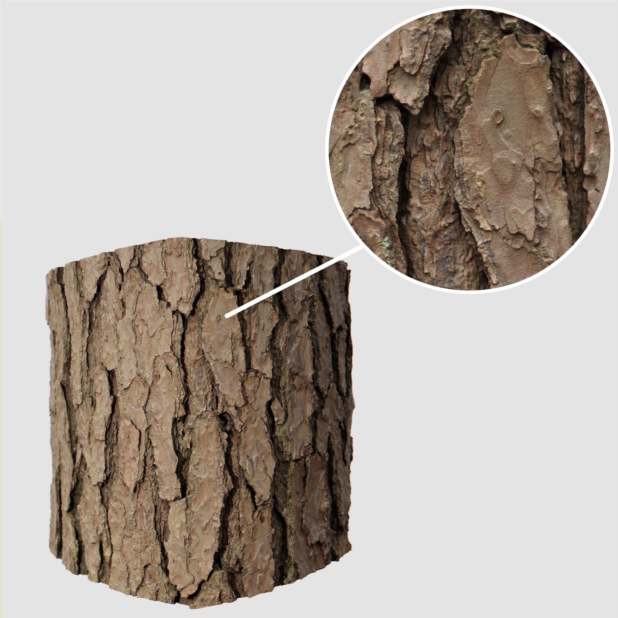 Scotch Pine - Pinus Sylvestris Bark | FREE 3D Tree models | BlenderKit