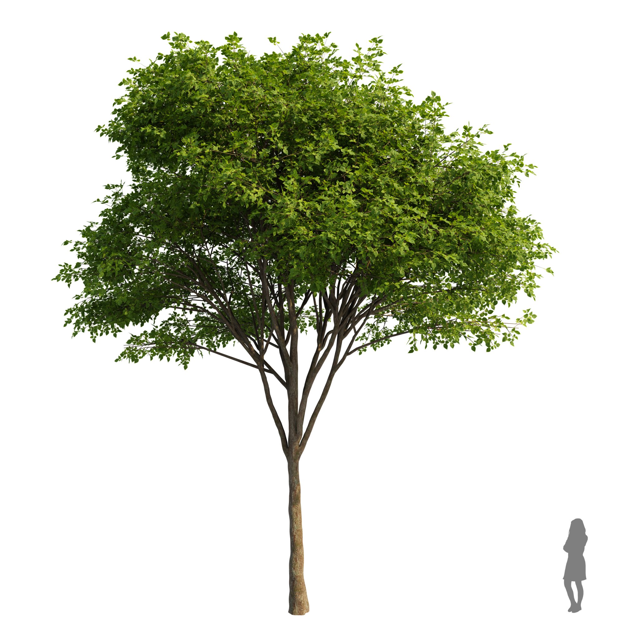 Grey Alder Tree | Trees models | BlenderKit