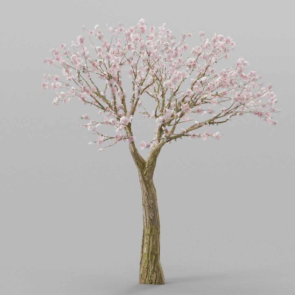 Sakura Tree | Trees models | BlenderKit
