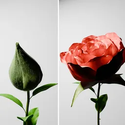 Rose blooming animation | Nature scenes | BlenderKit