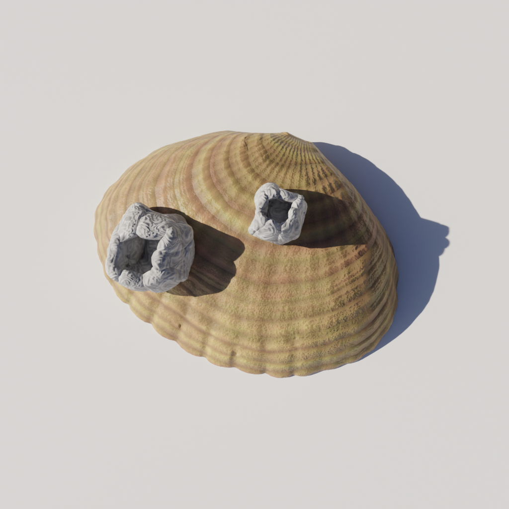 Seashell Common Cockle - yellow | FREE Nature models | BlenderKit