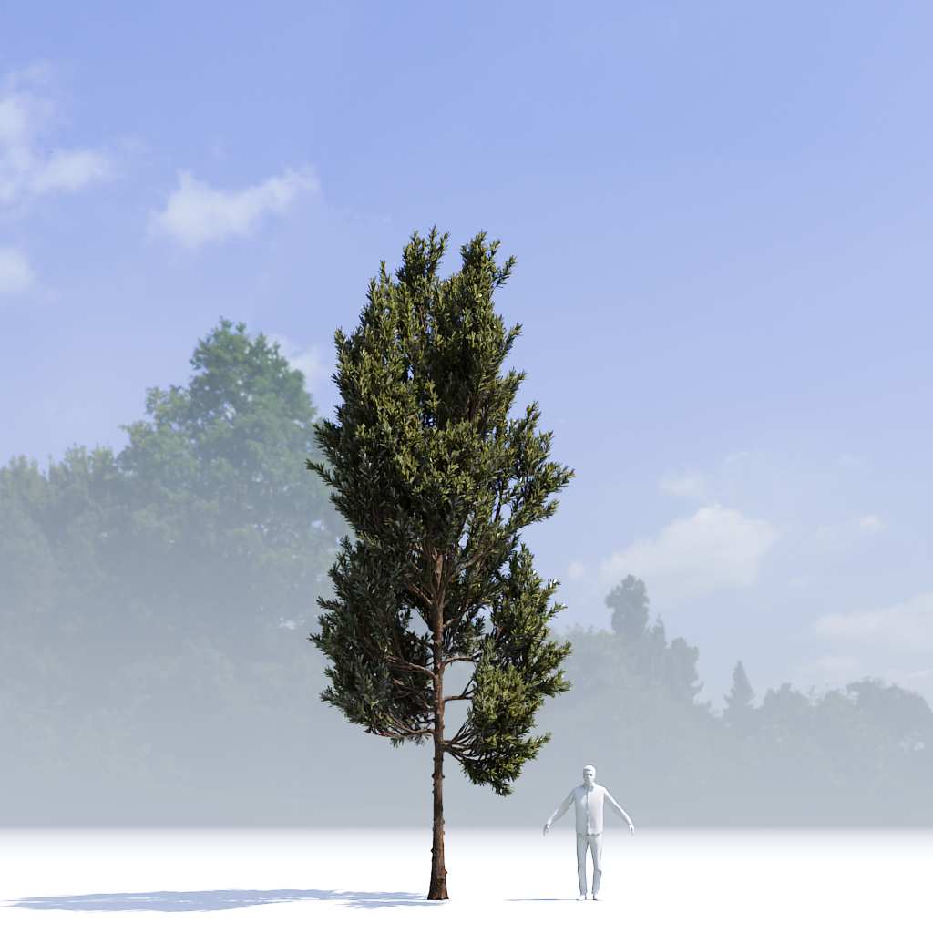 Coniferous Tree | Trees models | BlenderKit