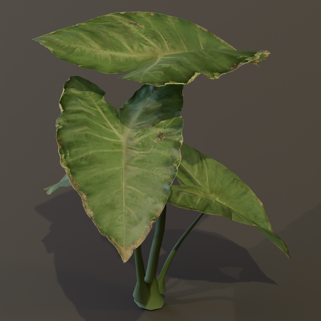 Elephant Ear Taro Plant Small Var | Outdoor Plants models | BlenderKit
